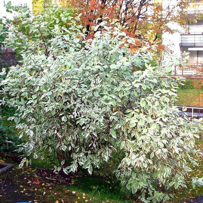 Cornus alba "Variegata" - Šarenolisni dren