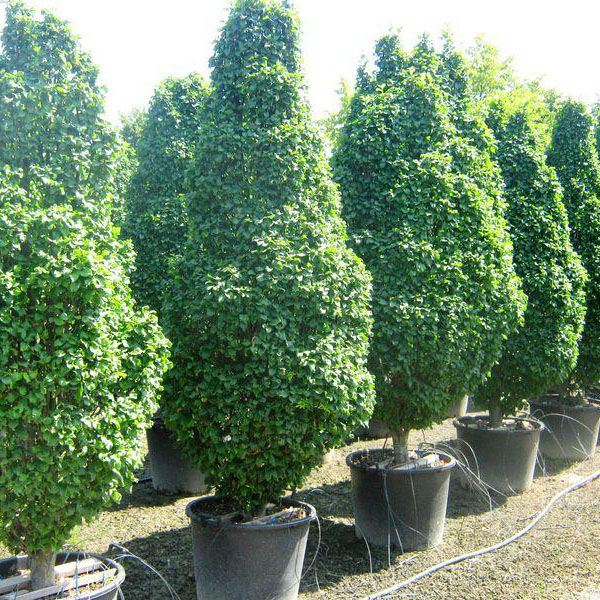 Carpinus betulus monument - Piramidalni grab