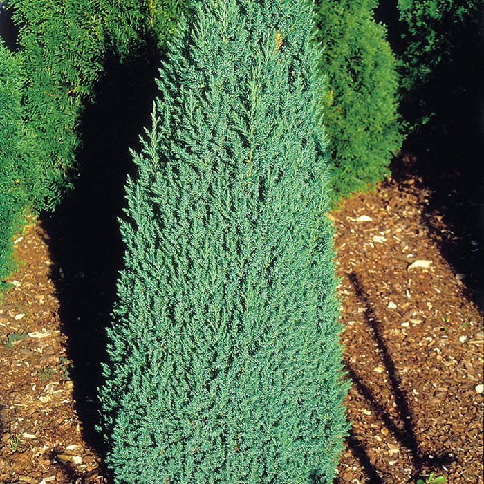 Juniperus chinensis "Stricta" - Kleka