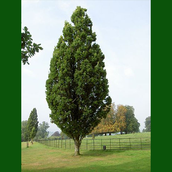 Quercus robur "Pyramidalis" - Piramidalni hrast