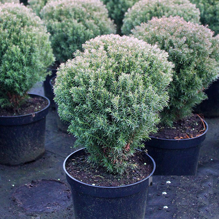 Thuja occidentalis "Teddy" - Tuja