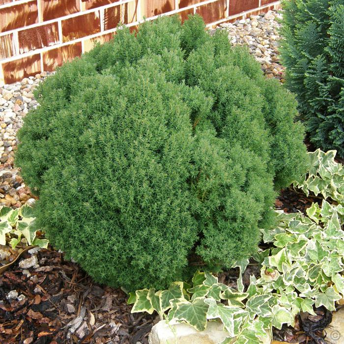 Thuja occidentalis "Teddy" - Tuja