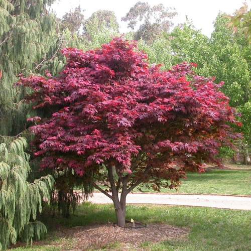 Acer palmatum "Atropurpureum" - Japanski javor