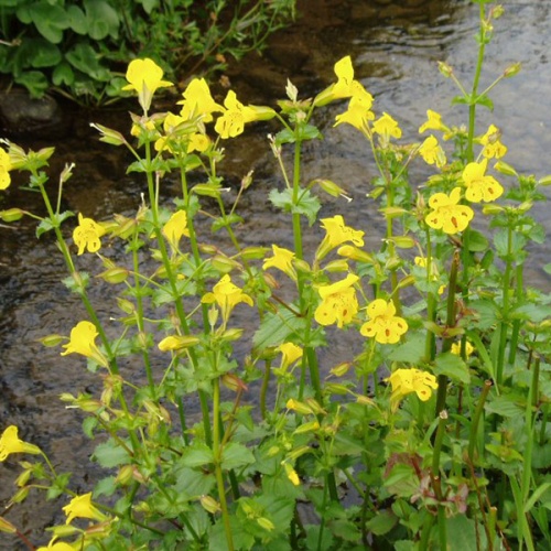 Mimulus luteus