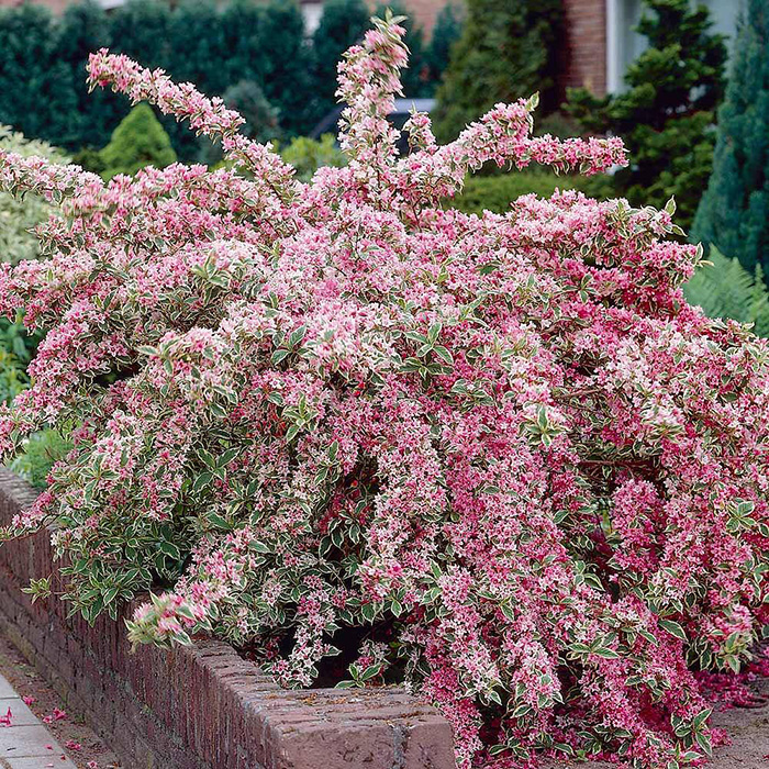 Weigela florida "Variegata" - Vajgela šarenolista