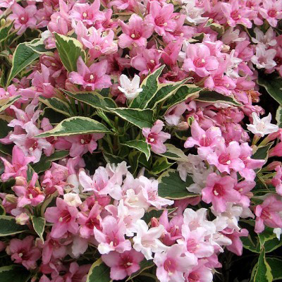 Weigela florida "Variegata" - Vajgela šarenolista