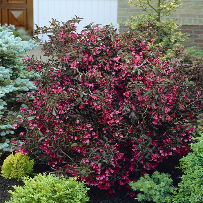 Weiglea florida "Alexandra" - Vajgela
