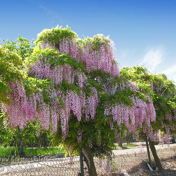 Wisteria floribunda "Rosea" - Visterija Roze kiša